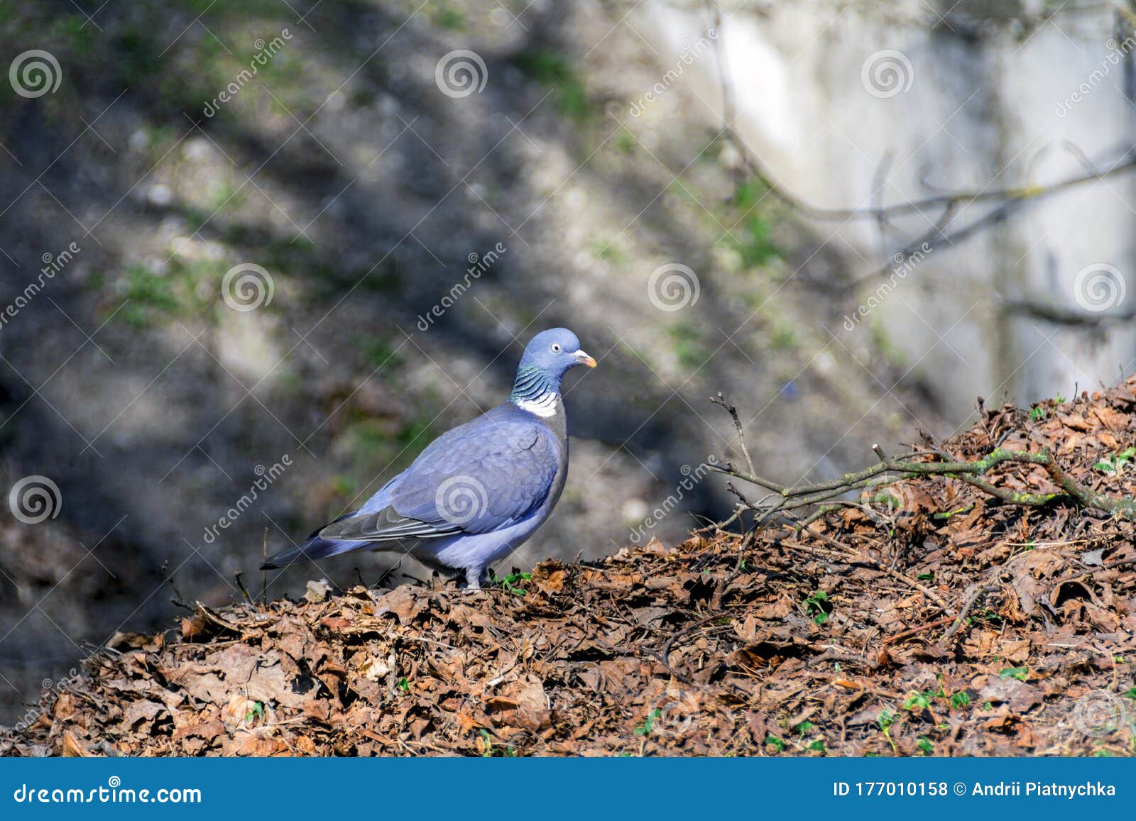 Portrait of a Dove in the Forest Stock Photo - Image of park, animal ...