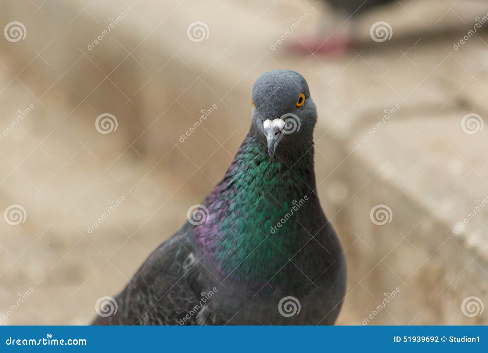Portrait of a dove stock photo. Image of pigeon, natural - 51939692