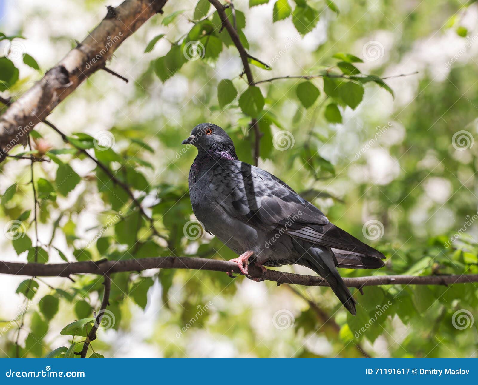 Portrait of a Dove in Profile Stock Image - Image of feather, beauty ...