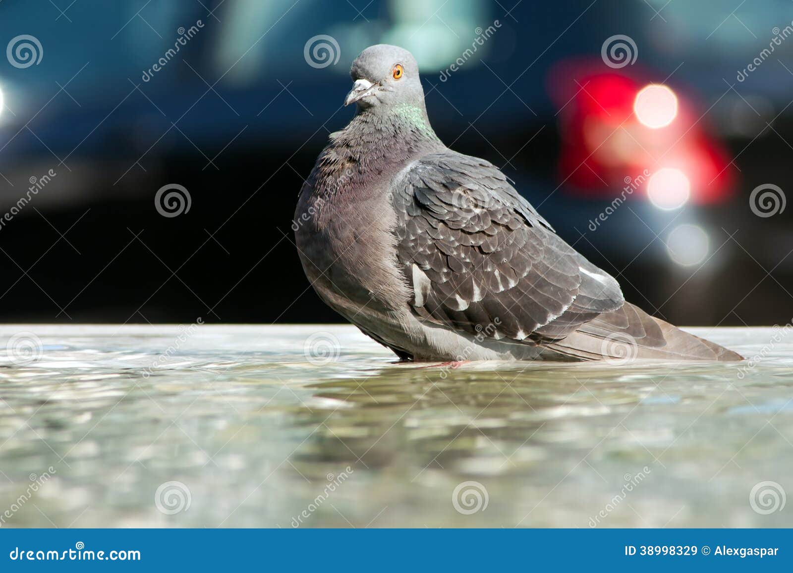 Portrait of a dove stock image. Image of animal, profile - 38998329