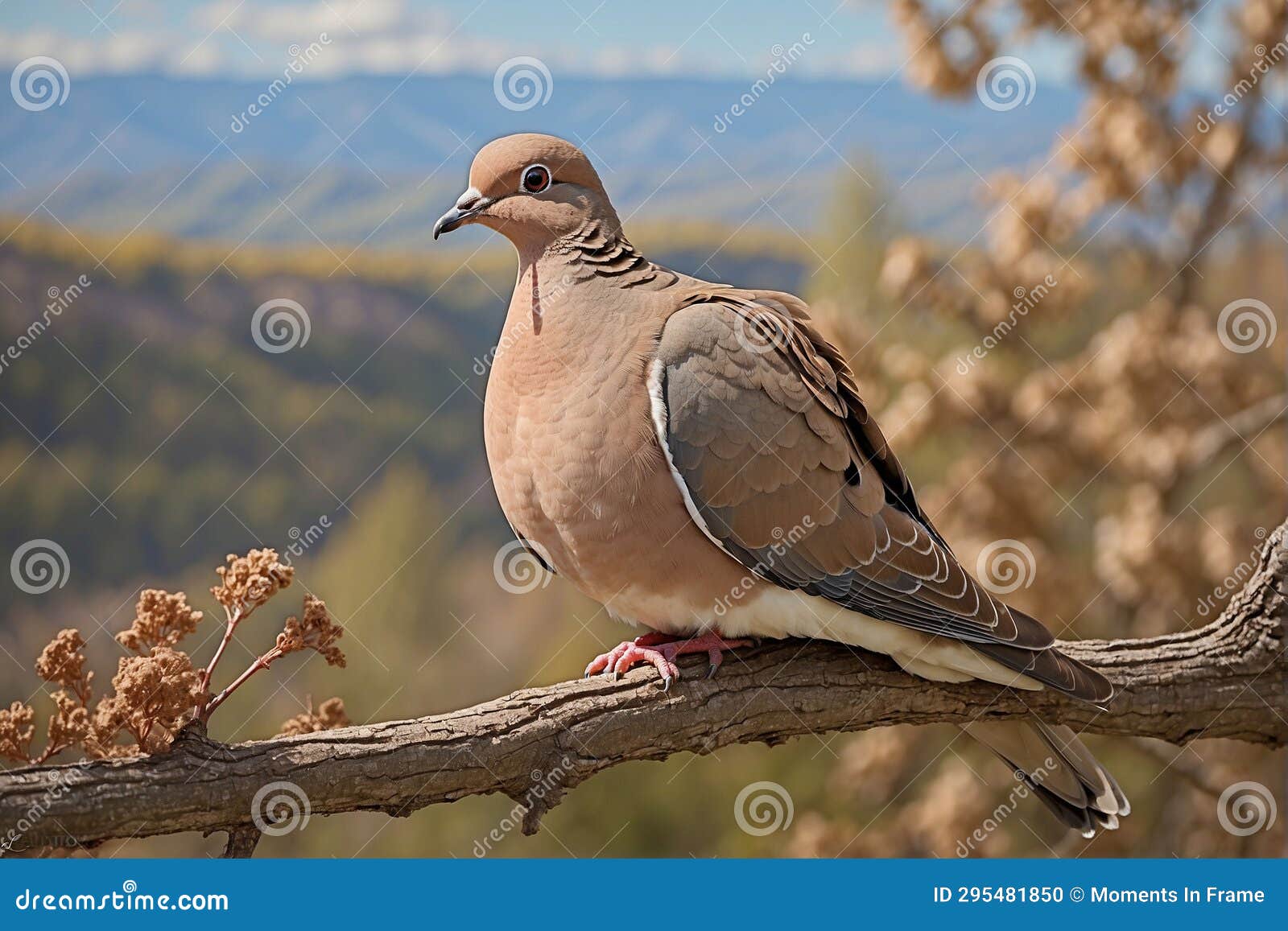 Dove Sitting On Twig With Flowers Sketch Vintage Vector Illustration ...