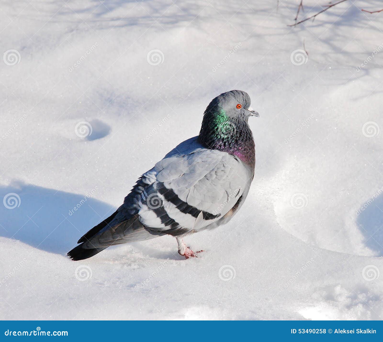 Portrait of a Dove in the Snow Stock Photo - Image of nature, fauna ...