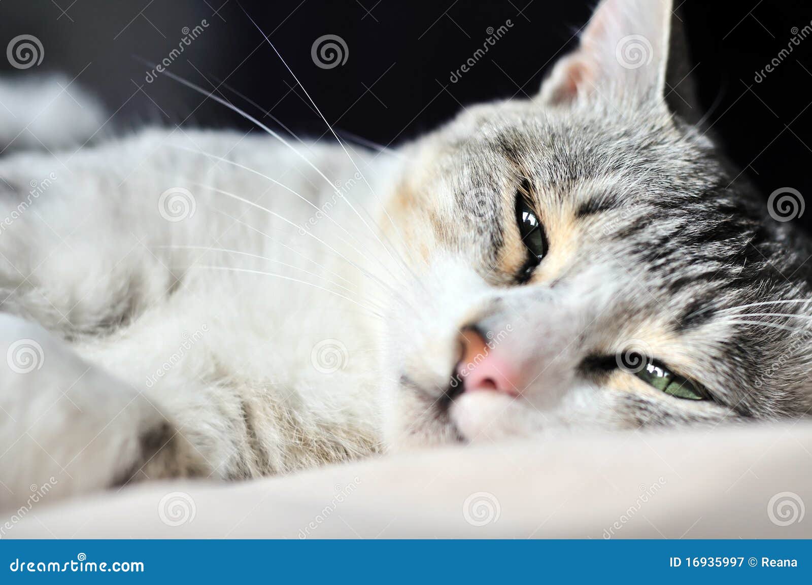 Portrait of dozy cat stock image. Image of nature, black - 16935997