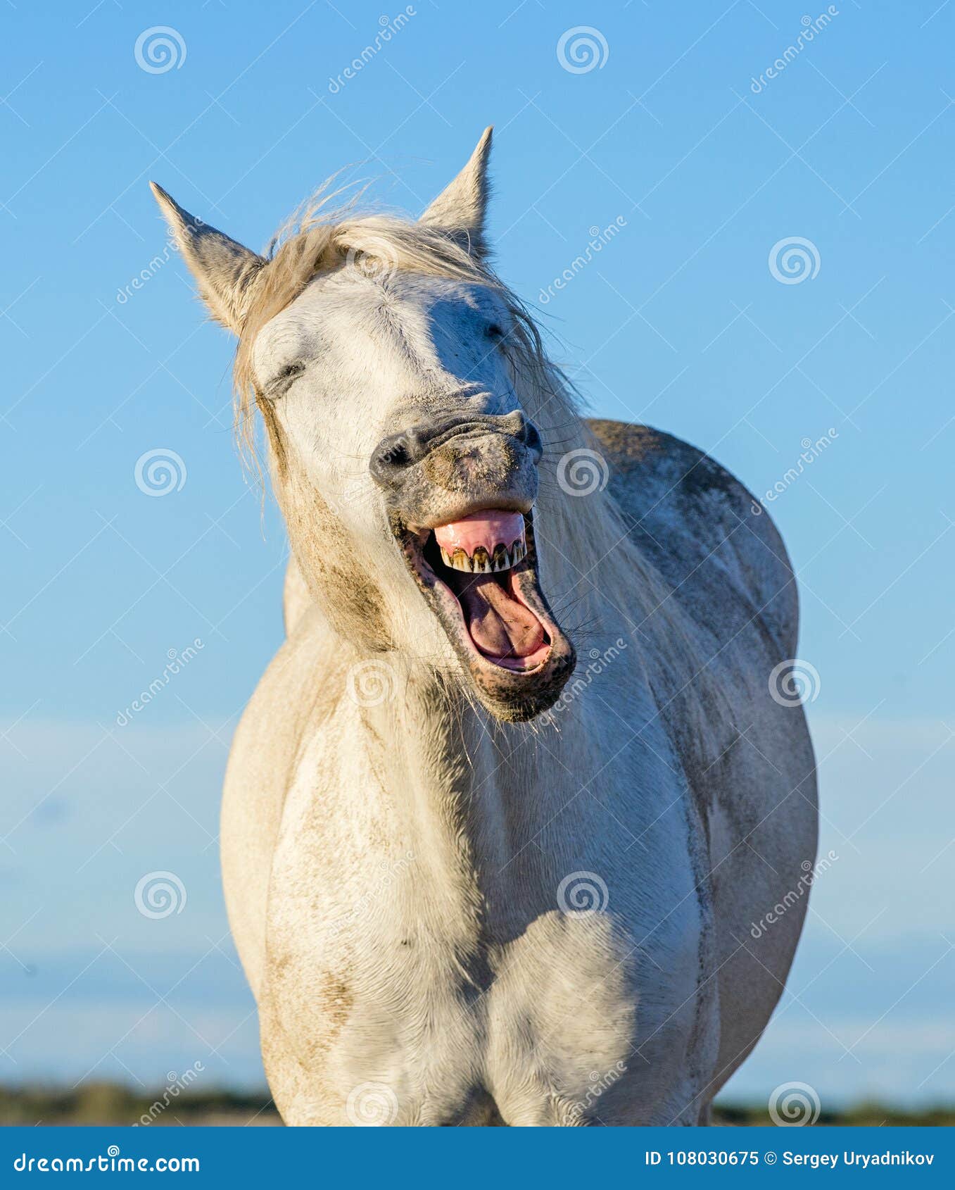 Portrait Drôle D'un Cheval Riant Image stock - Image du amusement ...