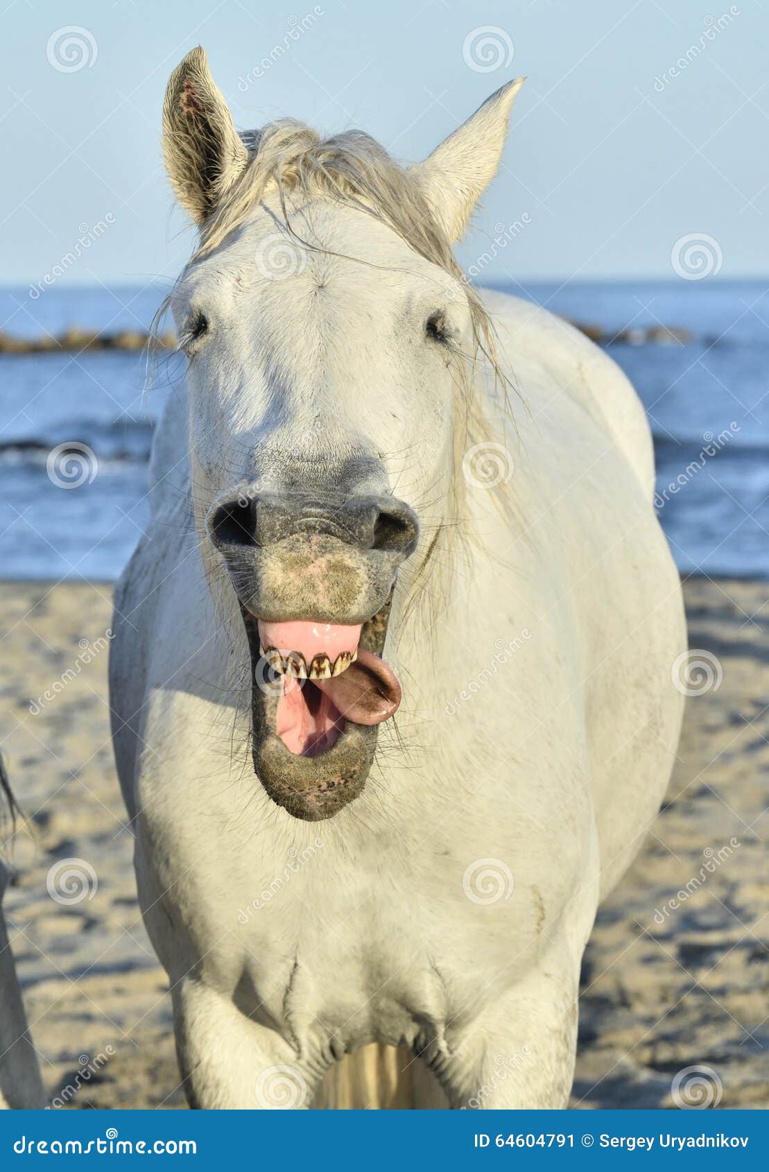 Portrait Drôle D'un Cheval Riant Image stock - Image du humeur, ferme ...