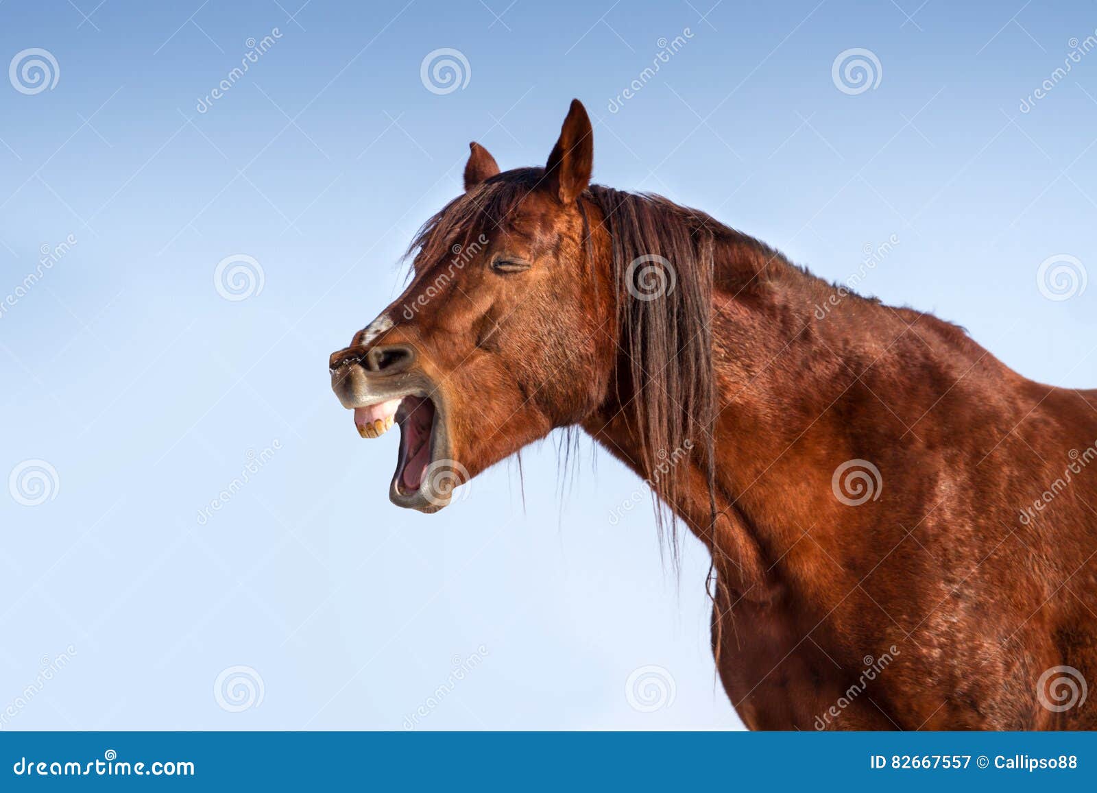 Portrait drôle de cheval image stock. Image du poney - 82667557