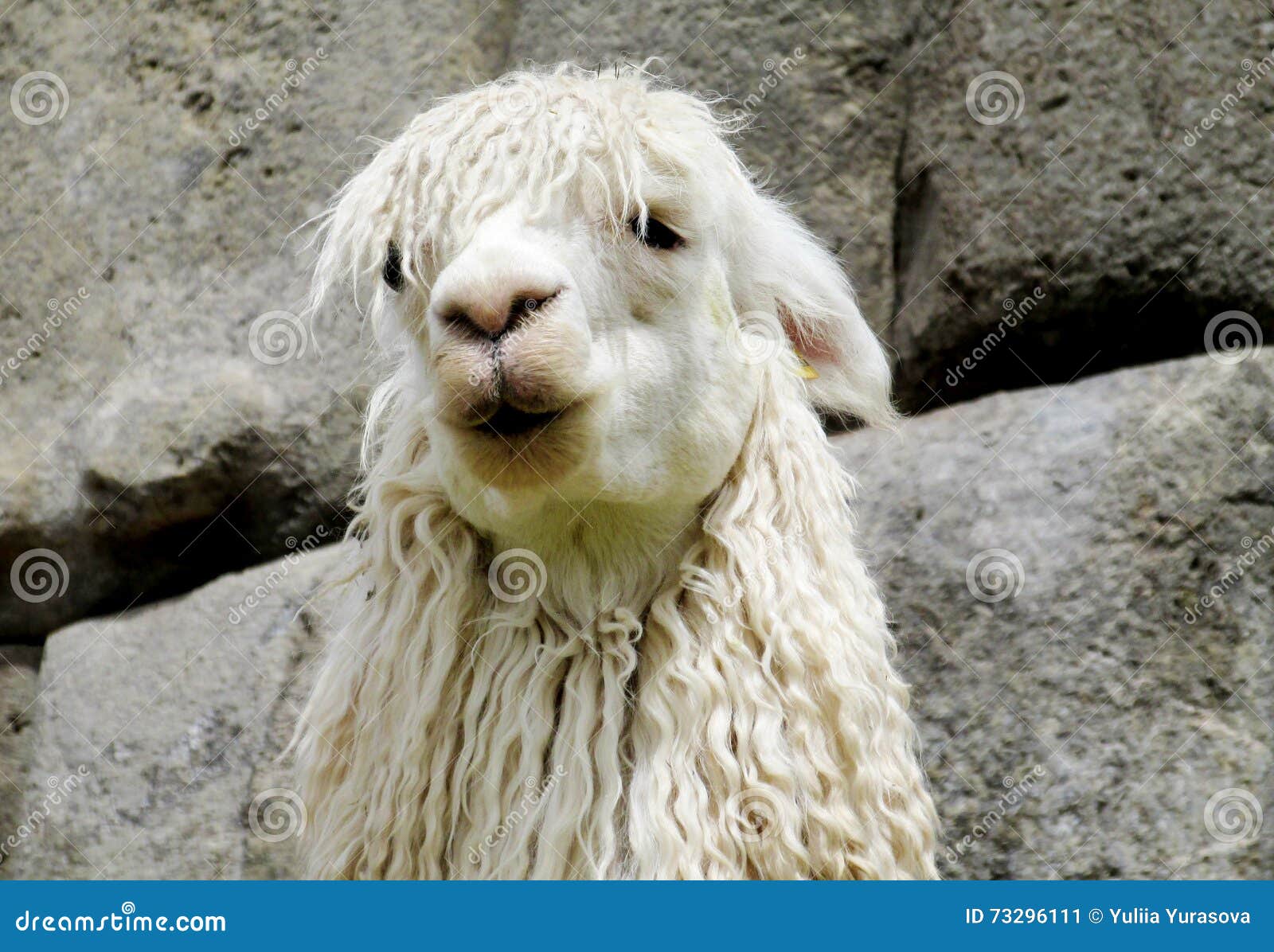 Portrait drôle de lama image stock. Image du animal, alpaga - 73296111