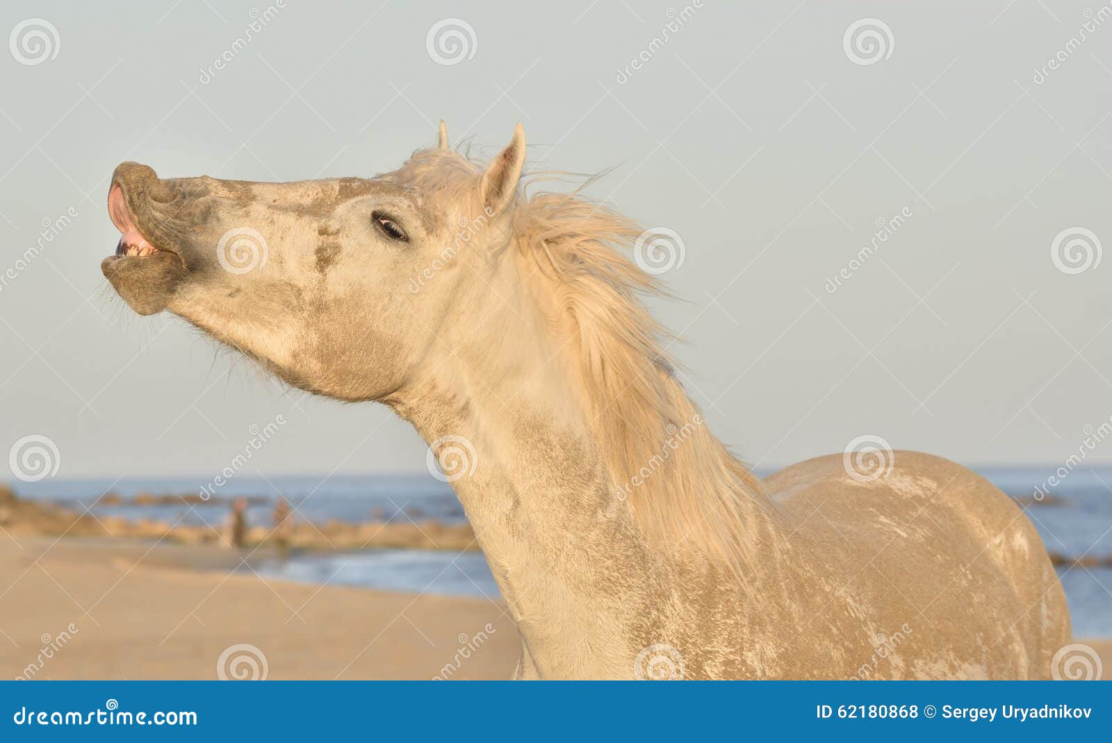 Portrait Drôle Fou De Cheval Blanc Photo stock - Image du joie ...