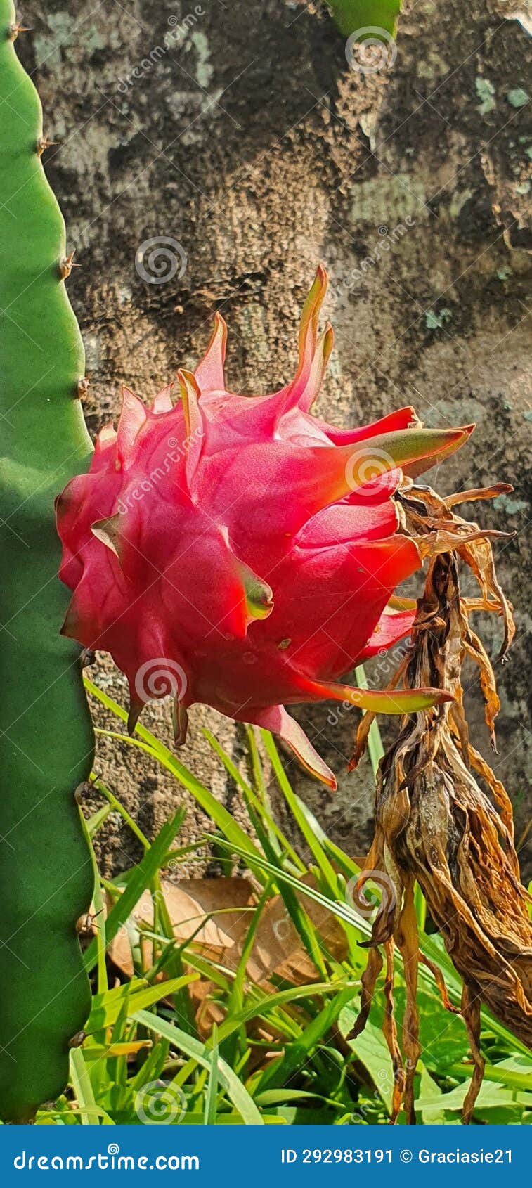 Portrait of Dragonfruit Fully Developed Waiting for Harvest Ripe Stock ...