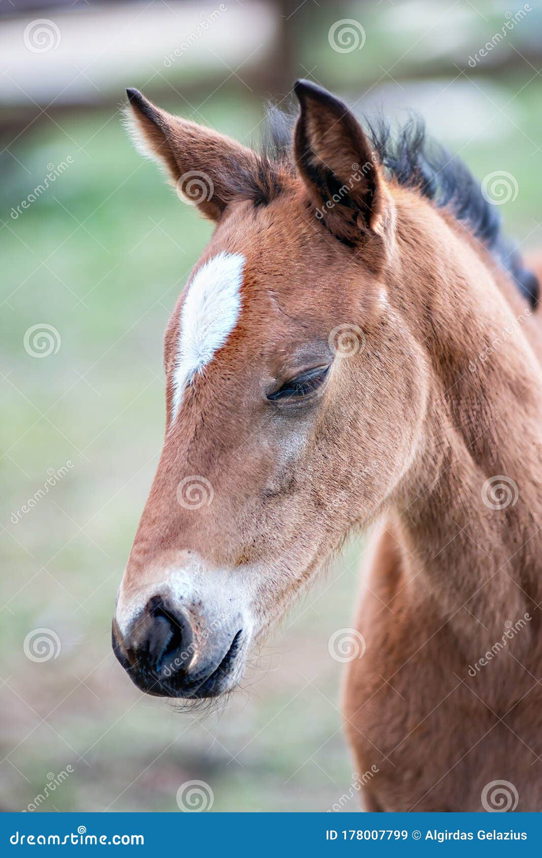 Portrait of Dreaming Beautiful Foal Stock Image - Image of young, cute ...