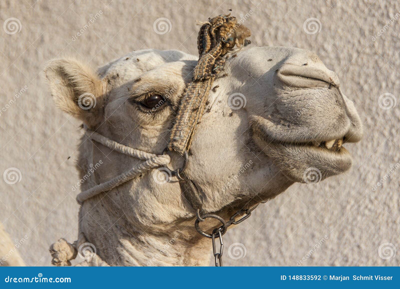Portrait of a Dromedary Camel with Head Collar Stock Photo - Image of ...