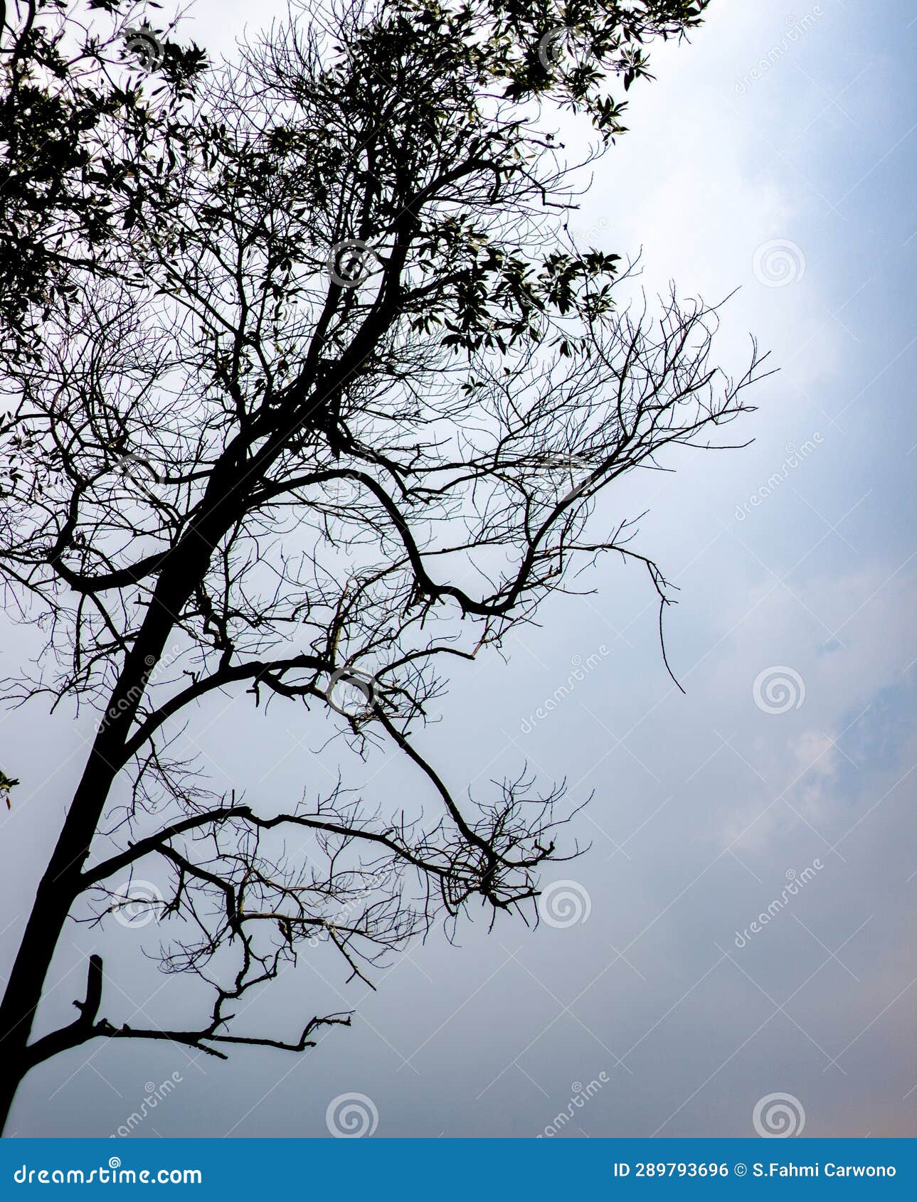 Portrait of Dry Tree Branches in the Dry Season Stock Photo - Image of ...