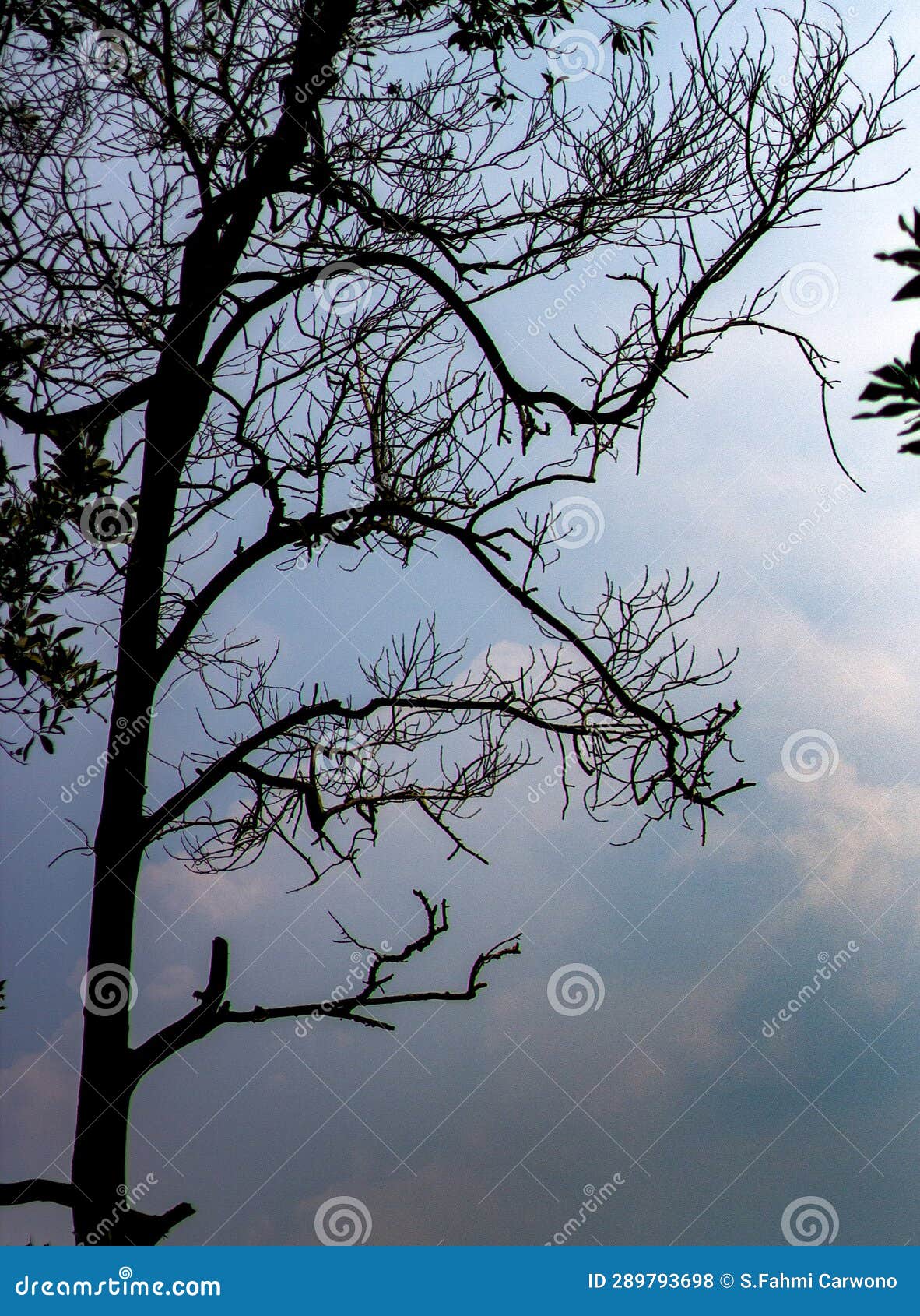 Portrait of Dry Tree Branches in the Dry Season Stock Photo - Image of ...