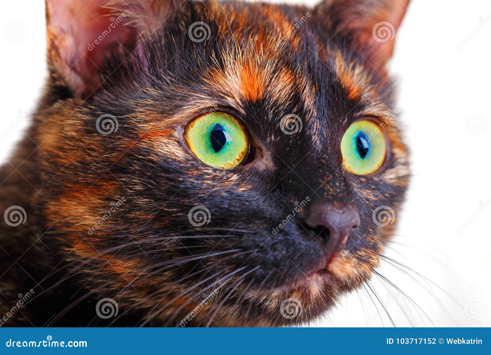 Portrait du chat bariolé photo stock. Image du chat - 103717152