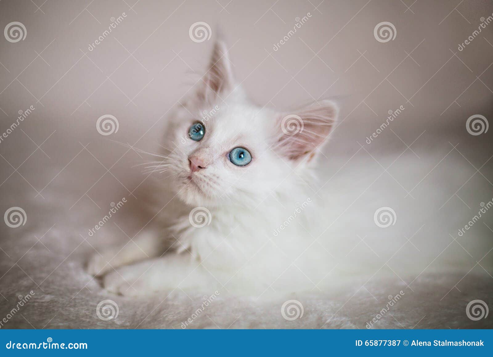 Portrait Du Chaton Blanc Maine Coon Image stock - Image du chat, nature ...