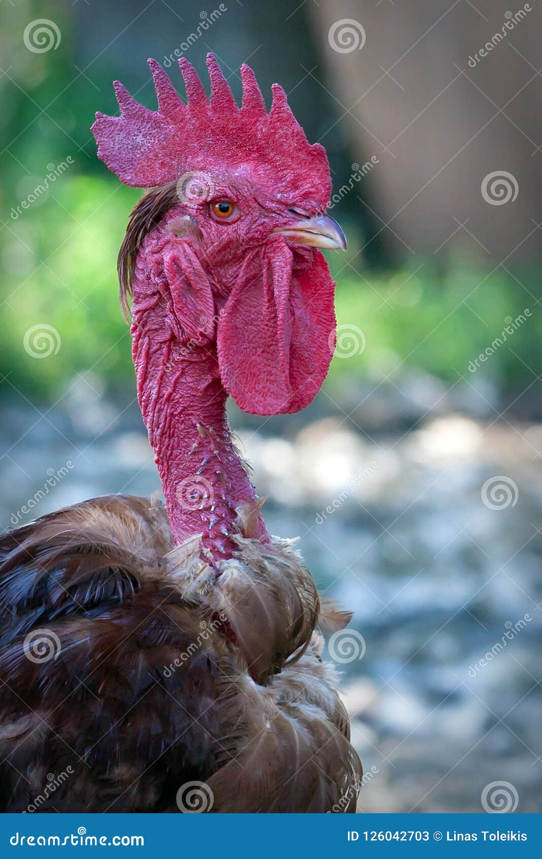 Portrait du coq nu de cou image stock. Image of coloré - 126042703