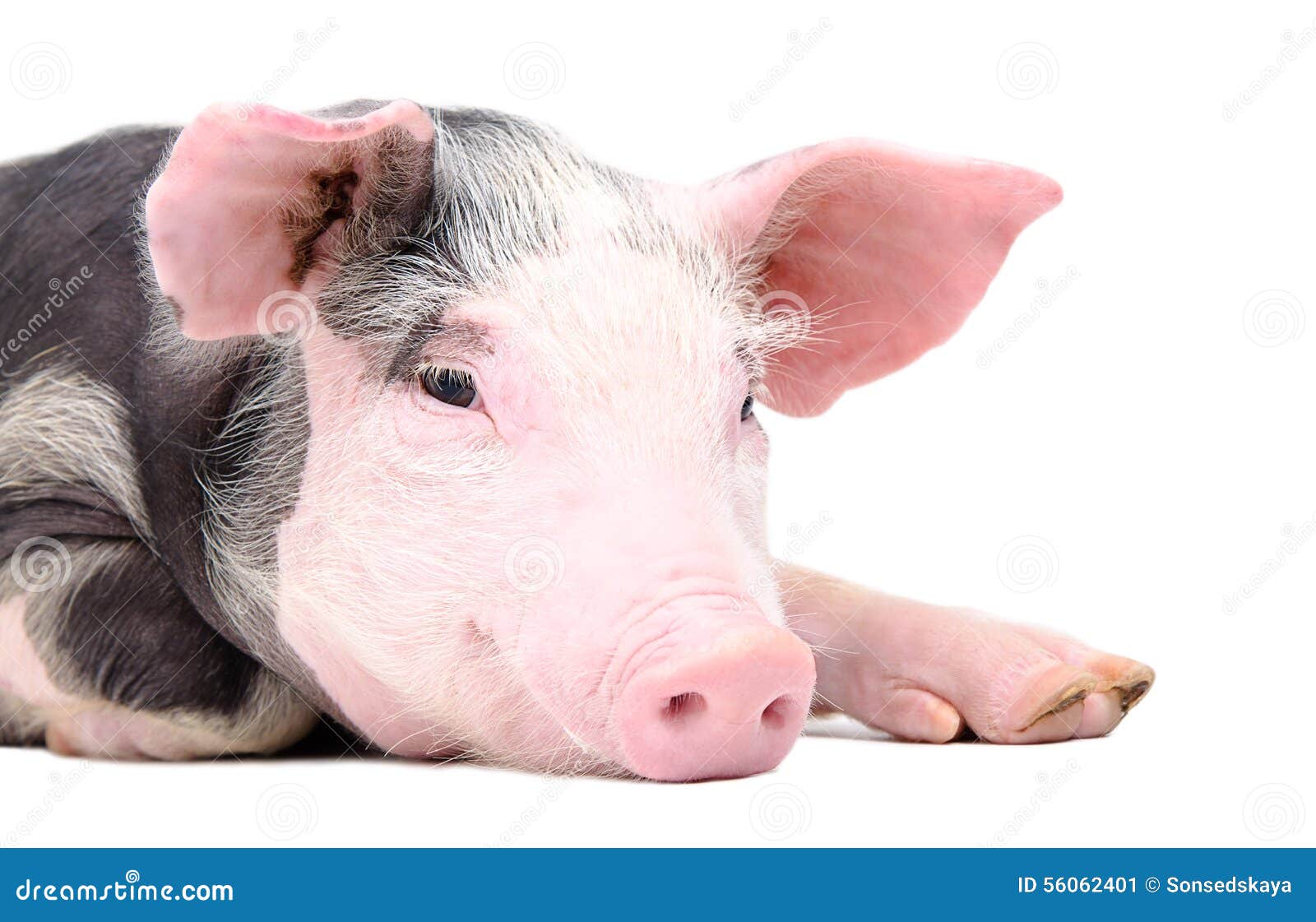 Portrait du porc mignon image stock. Image du animal - 56062401