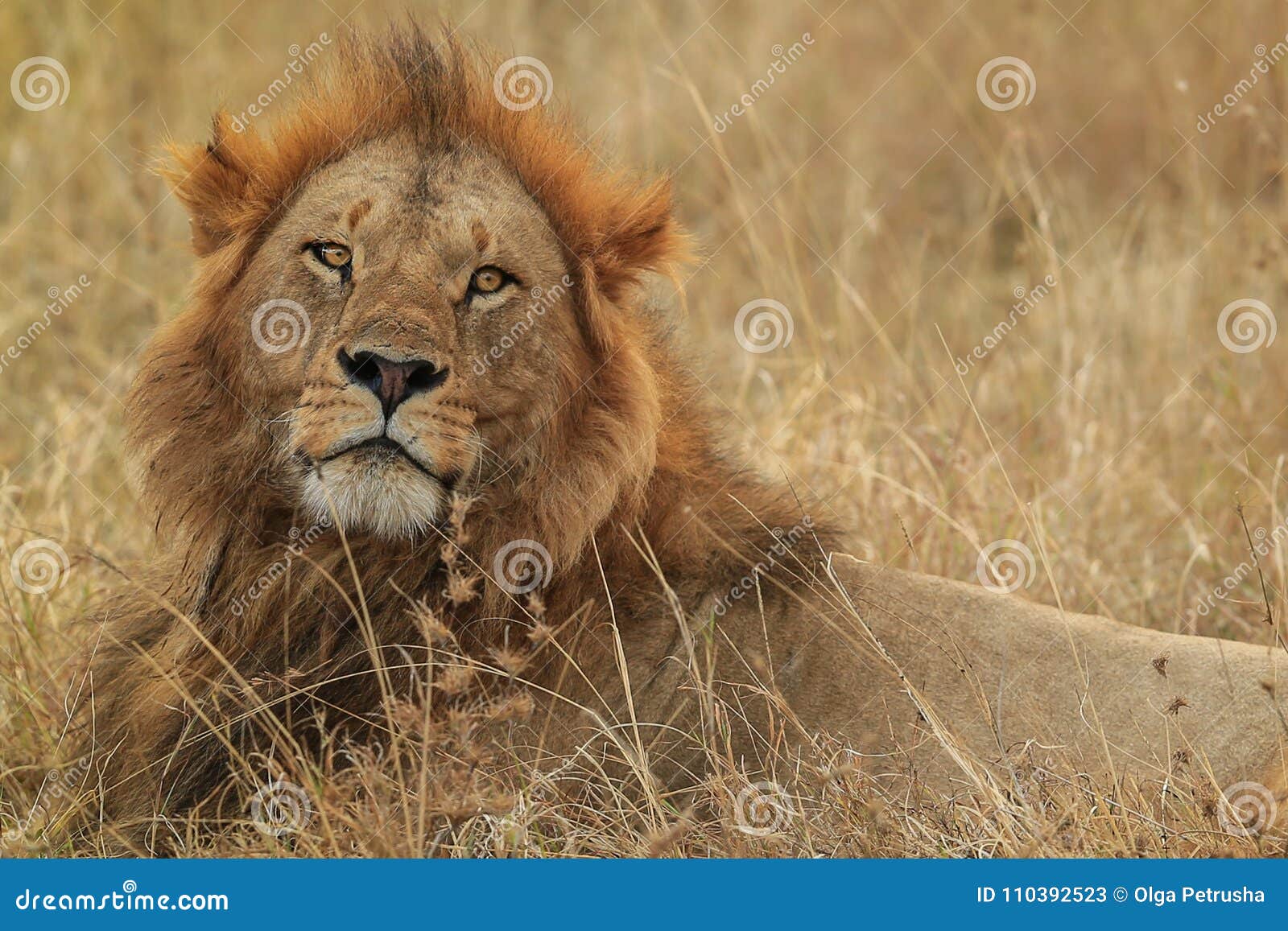 Portrait Du ` S De Lion Dans La Savane Image stock - Image du kenya ...