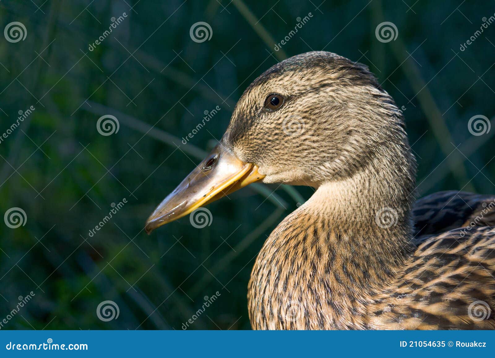 Portrait of a duck stock image. Image of beautiful, migratory - 21054635