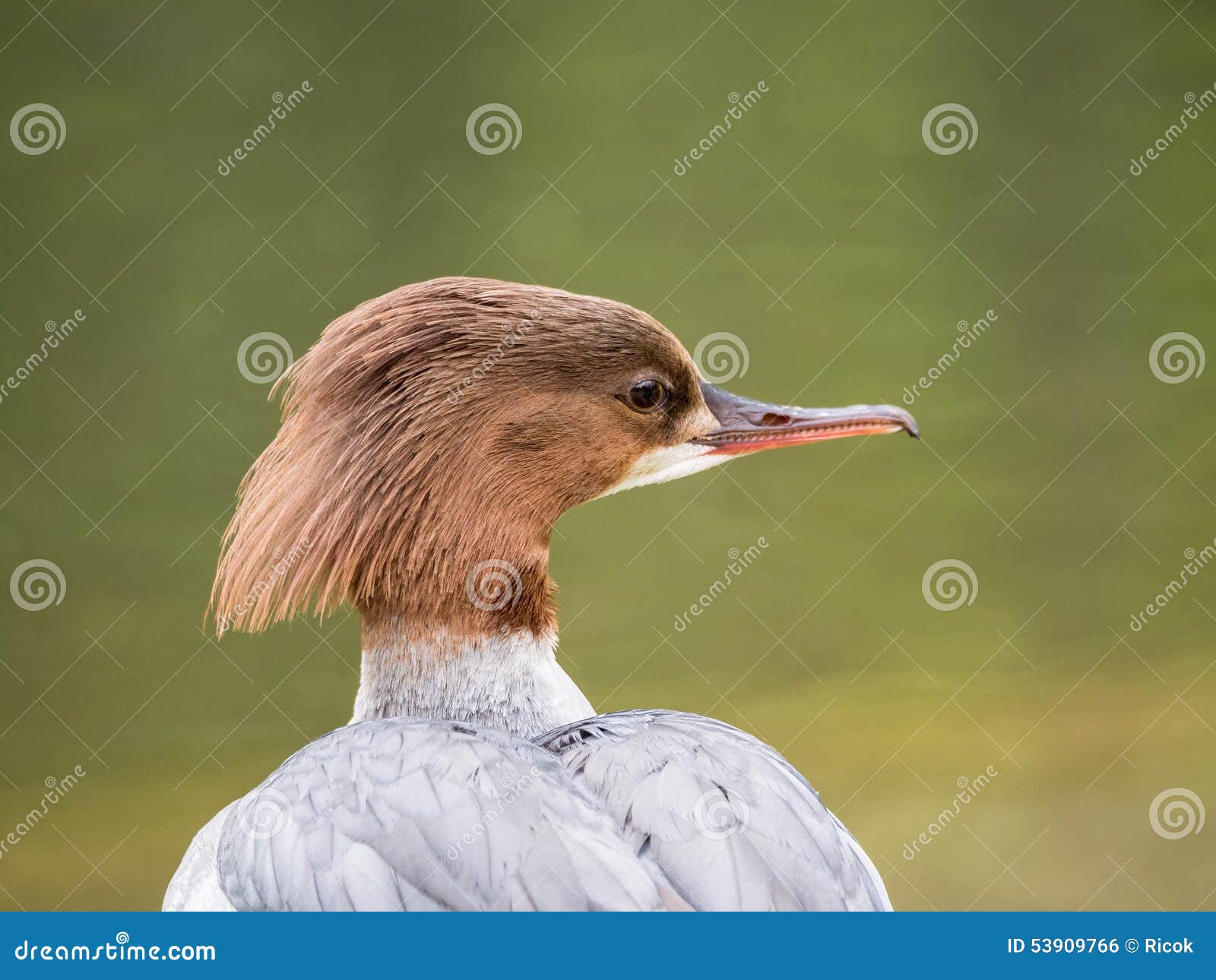 Portrait of a duck stock photo. Image of duck, view, water - 53909766