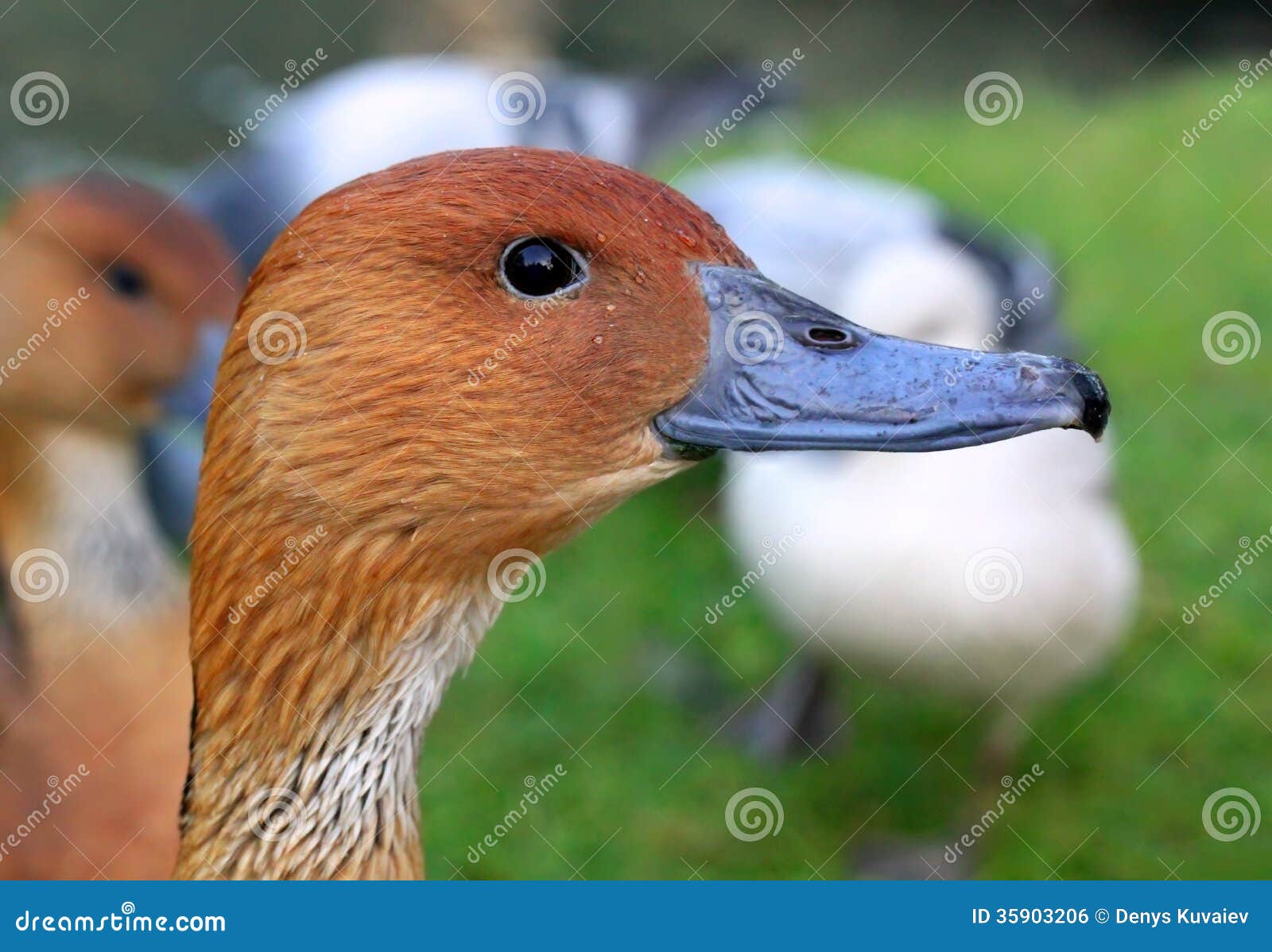 Portrait of duck stock photo. Image of fauna, meat, beautiful - 35903206