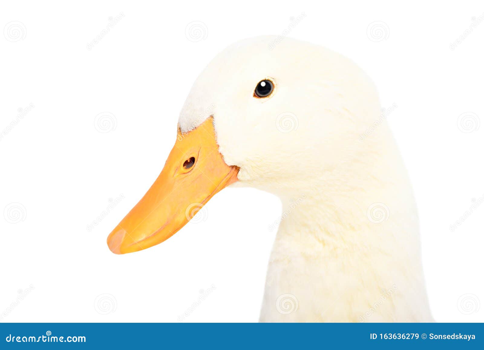 Portrait Duck Royalty-Free Stock Image | CartoonDealer.com #16646962