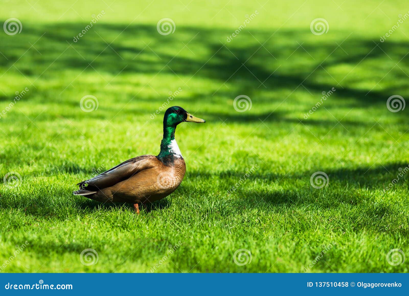 Portrait of Duck on Fresh Spring Green Grass Stock Photo - Image of ...