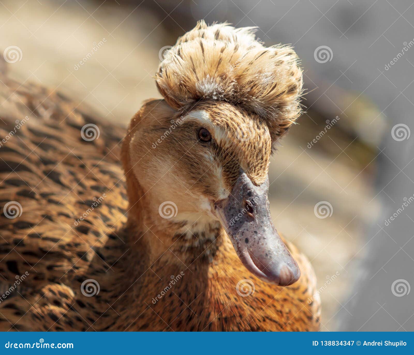 Portrait of a Duck with a Hairdo in the Zoo Stock Image - Image of ...