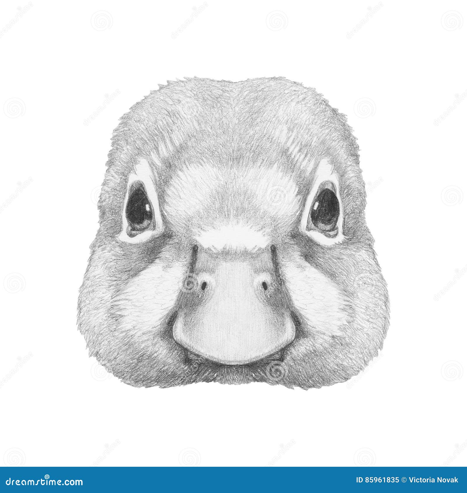 Portrait of Duck. stock illustration. Illustration of head - 85961835