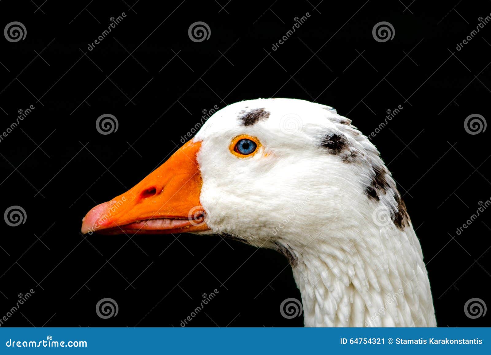Portrait of a duck stock image. Image of crete, wildlife - 64754321