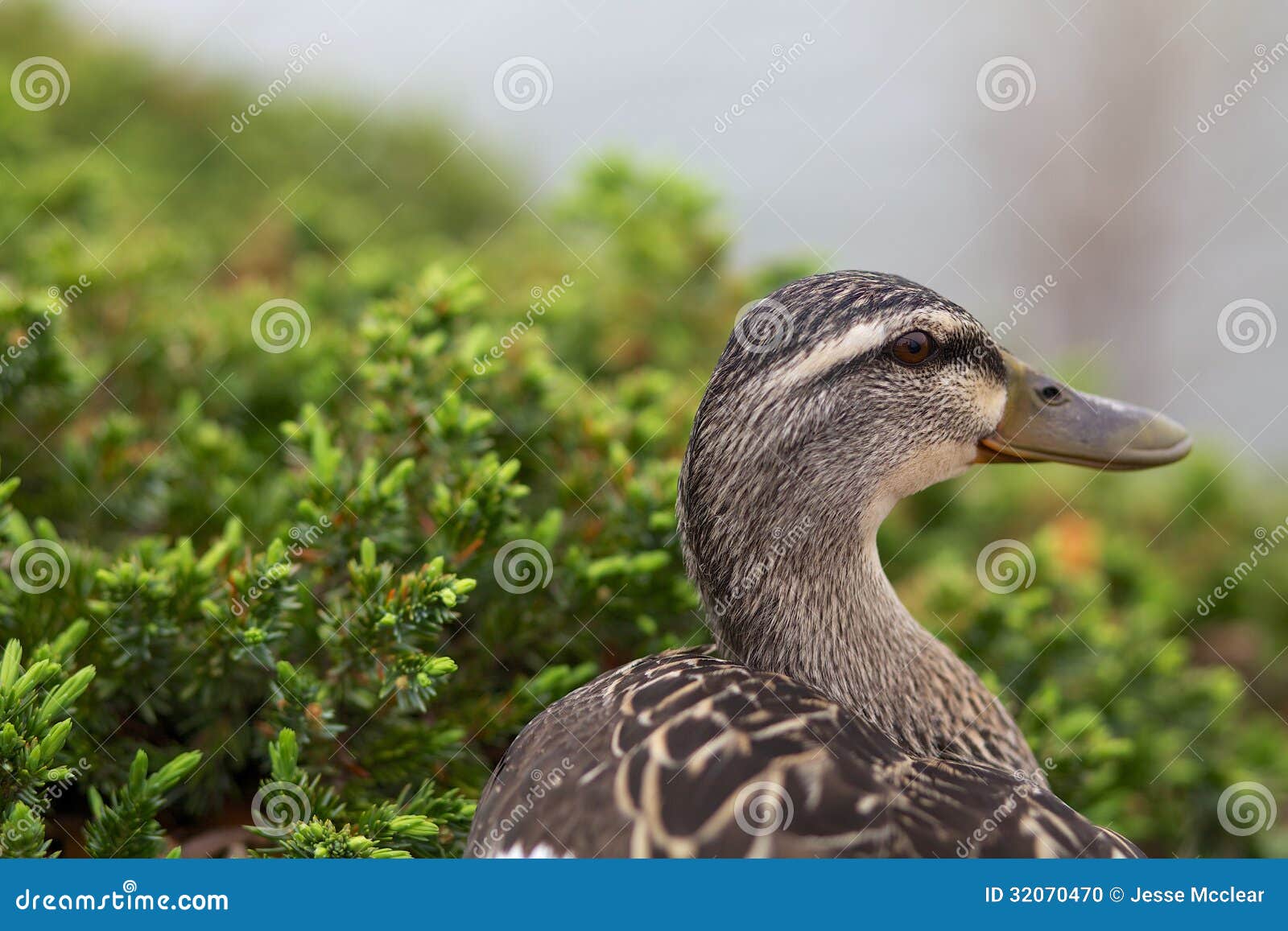 Portrait of duck stock photo. Image of back, scenic, duck - 32070470