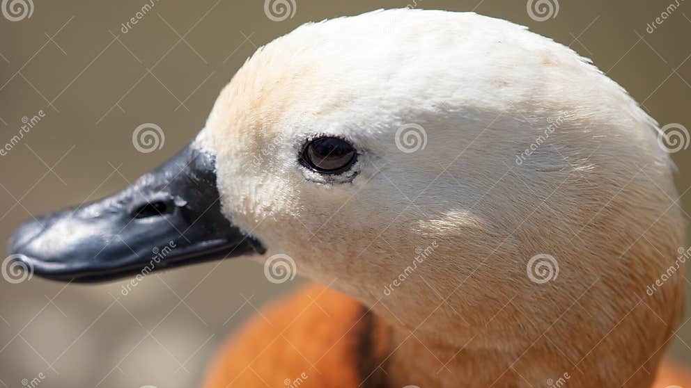 Portrait of a Duck in the Zoo Stock Photo - Image of design, domestic ...