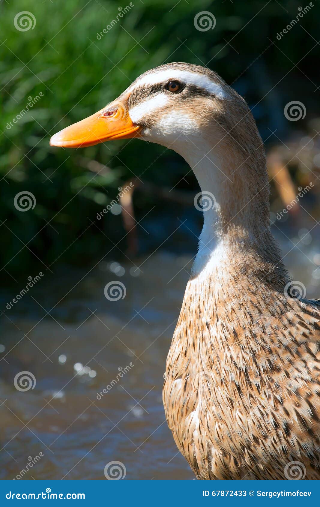 A portrait of ducks stock image. Image of nature, neck - 67872433