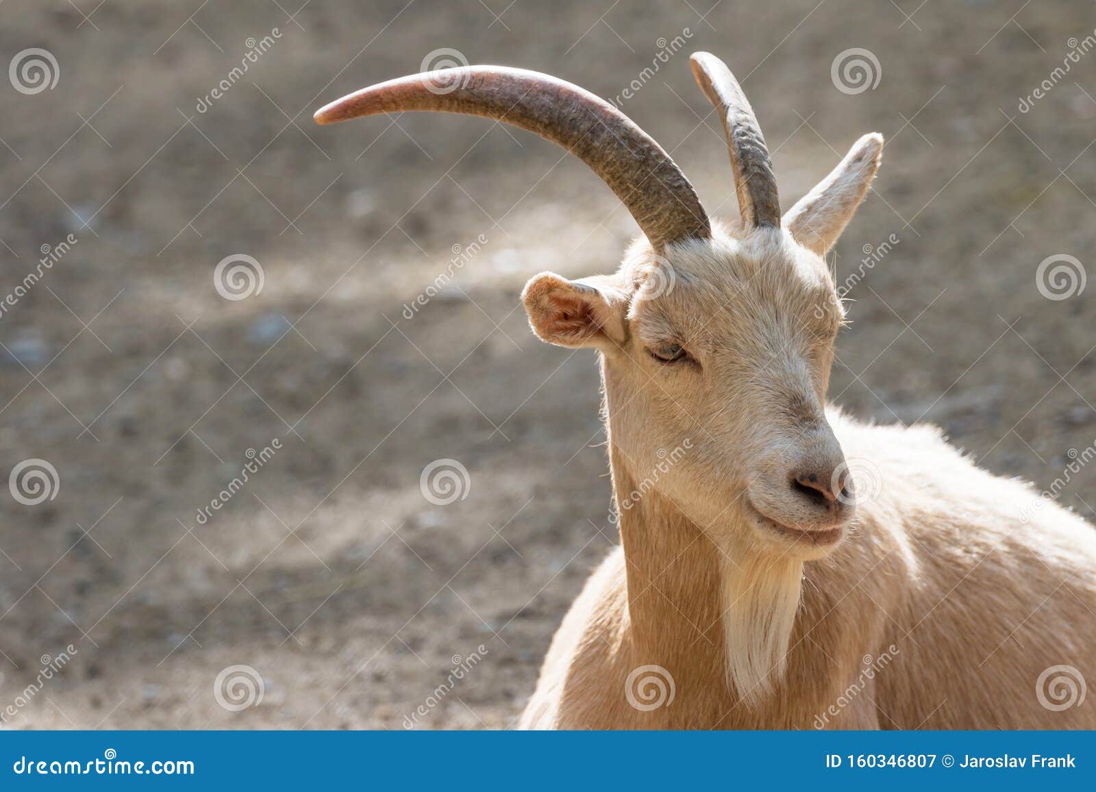 Portrait of Dutch Dwarf Goat Closeup Stock Image - Image of adorable ...