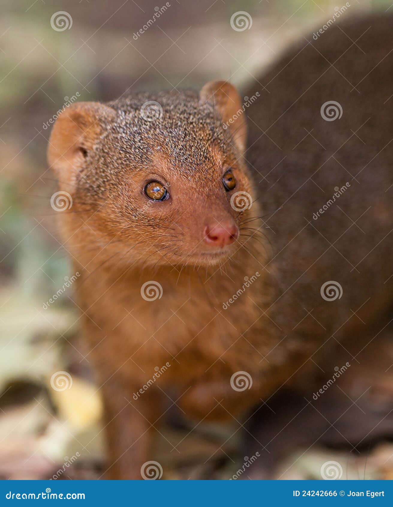 Portrait of the Dwarf Mongoose Stock Photo - Image of animals, east ...
