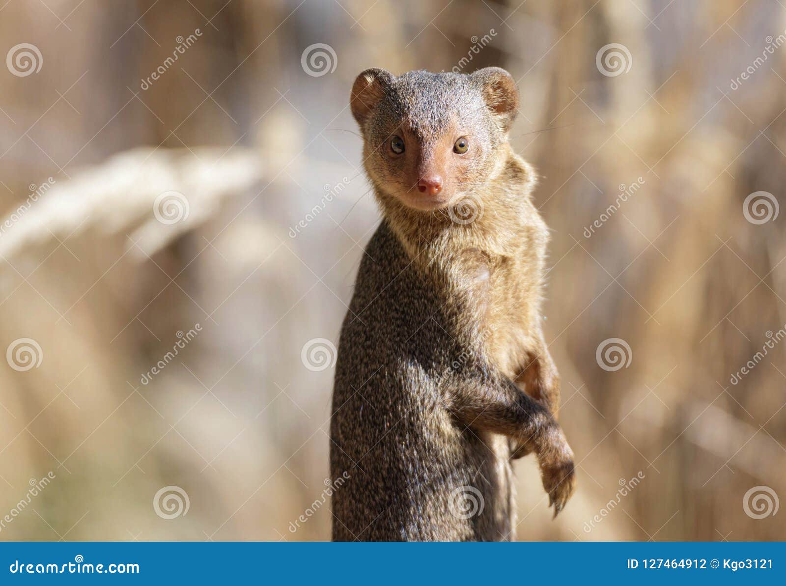 Portrait of a Dwarf Mongoose Stock Photo - Image of family, face: 127464912