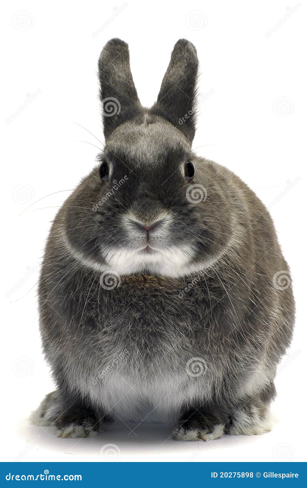Portrait of a dwarf rabbit stock photo. Image of portrait - 20275898