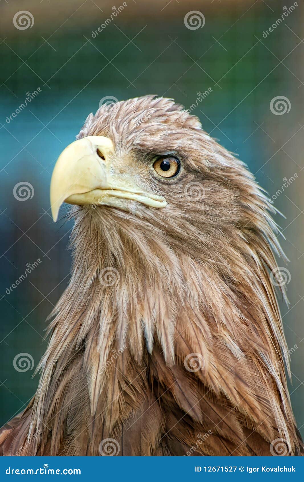 Portrait of eagle stock image. Image of face, portrait - 12671527