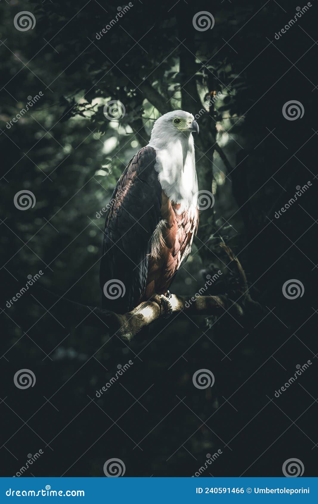 Portrait of an Eagle Dark and Dramatic Style Image Stock Photo - Image ...