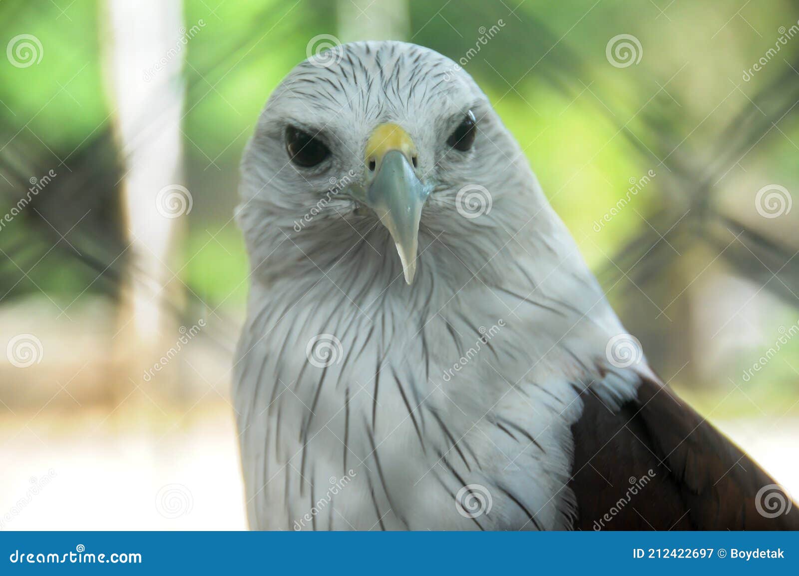 Portrait of an eagle stock image. Image of wildlife - 212422697