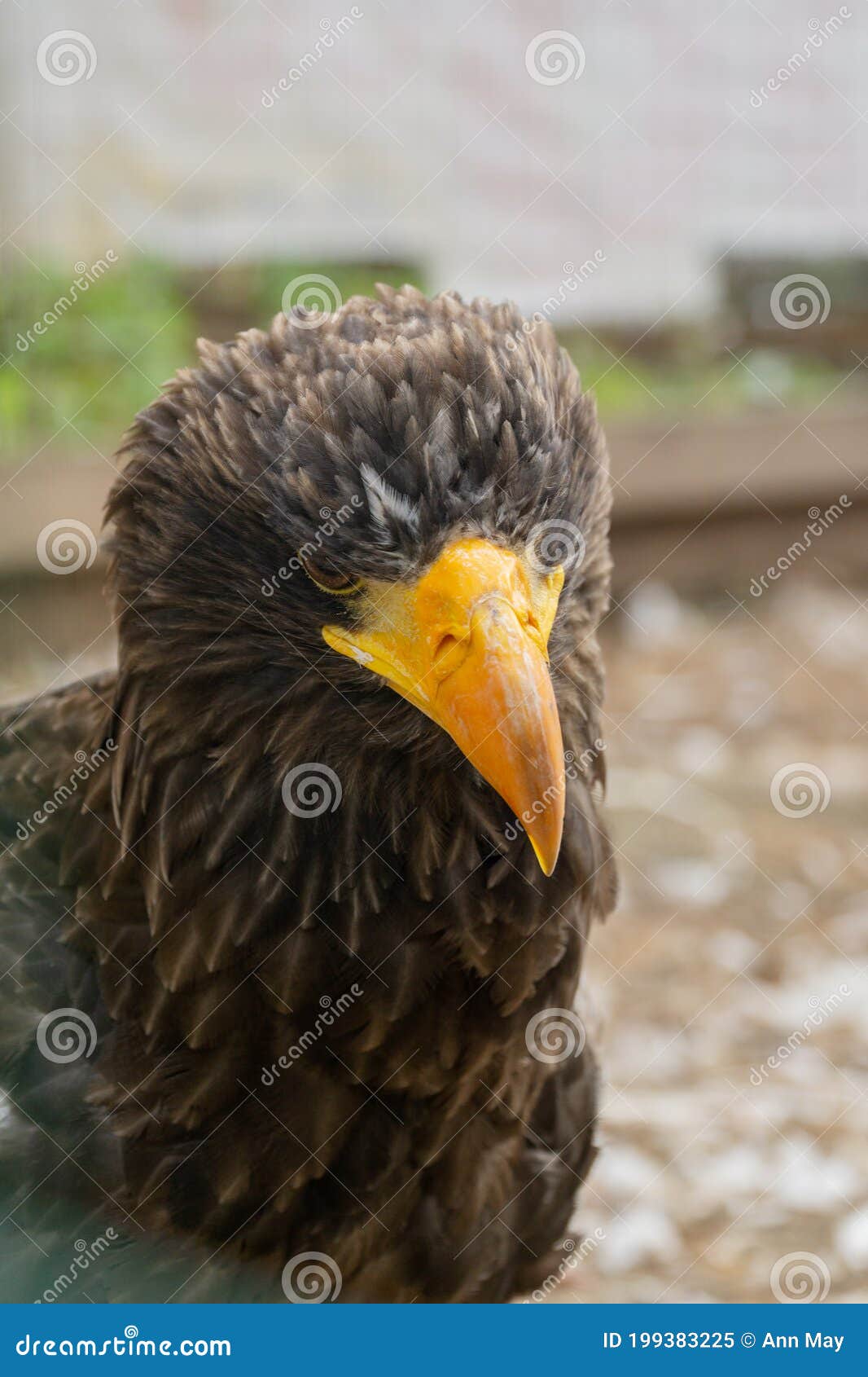 Portrait of an Eagle with a Large Yellow Beak Stock Image - Image of ...