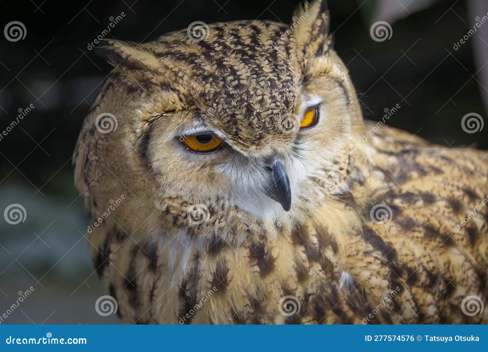Portrait of Eagle Owl Face in Profile Stock Photo - Image of south ...