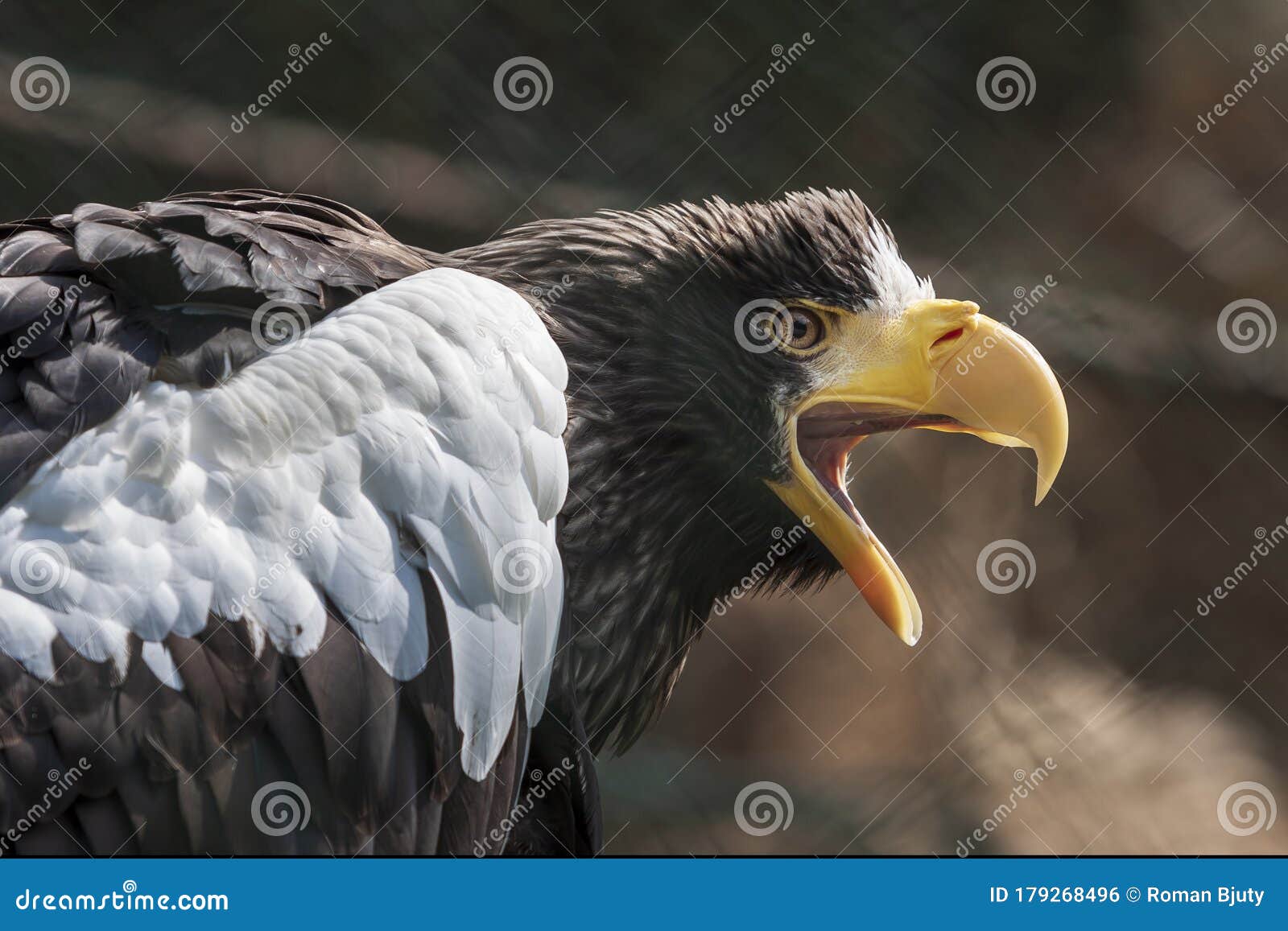 A Portrait of an Eagle from the Side Stock Photo - Image of natural ...
