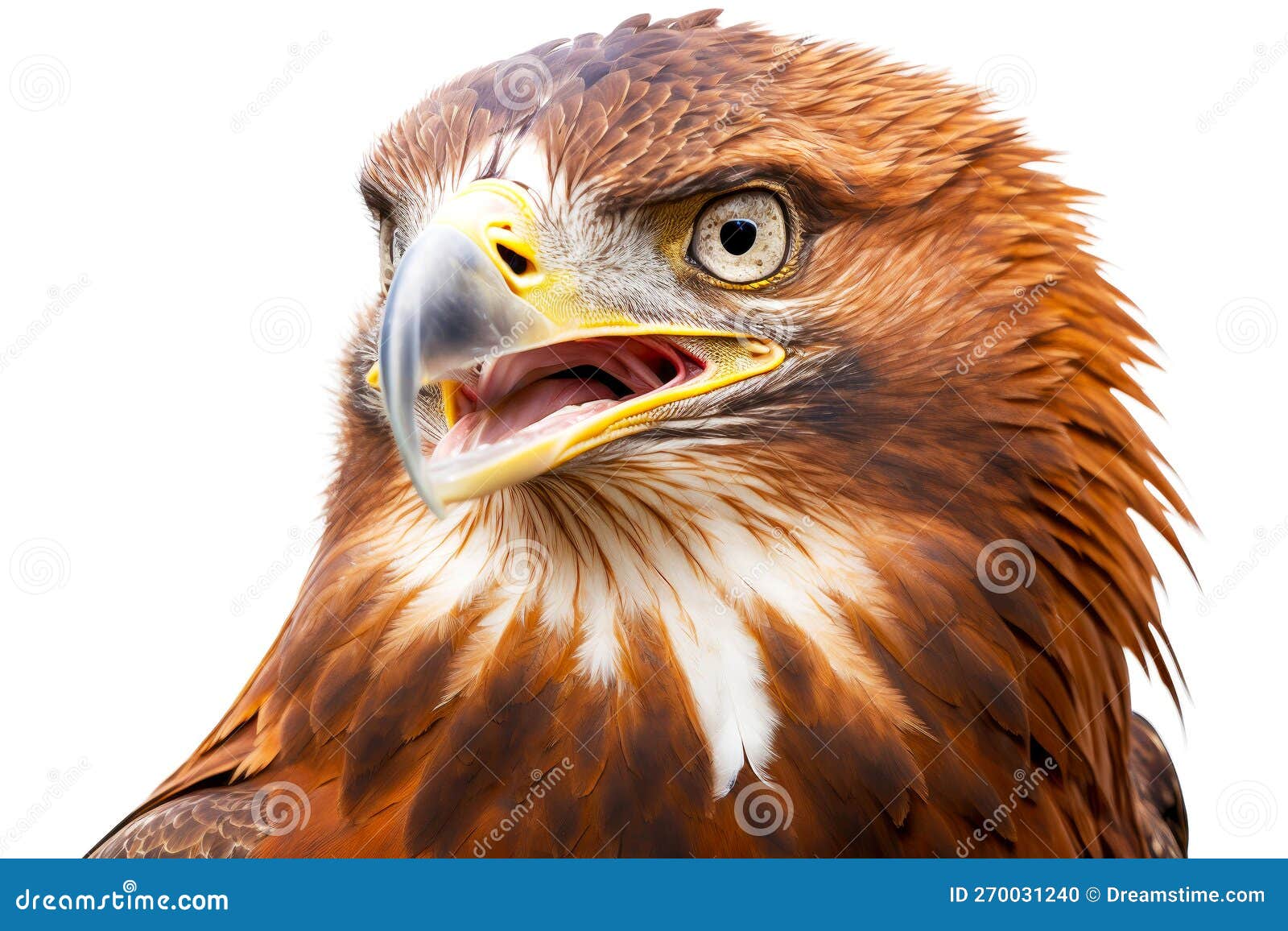 Portrait of Eagle Smiling with All His Teethon a White Background Stock ...