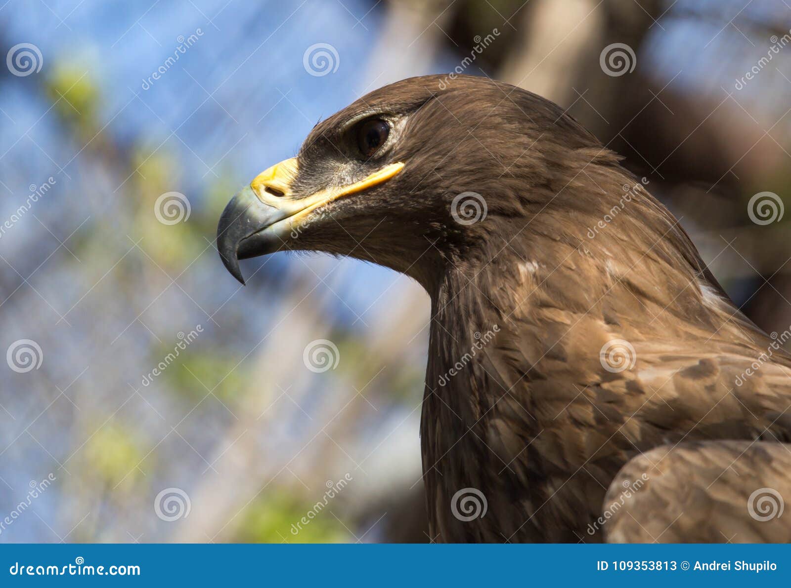 Portrait of an Eagle in the Zoo Stock Image - Image of bird, nature ...