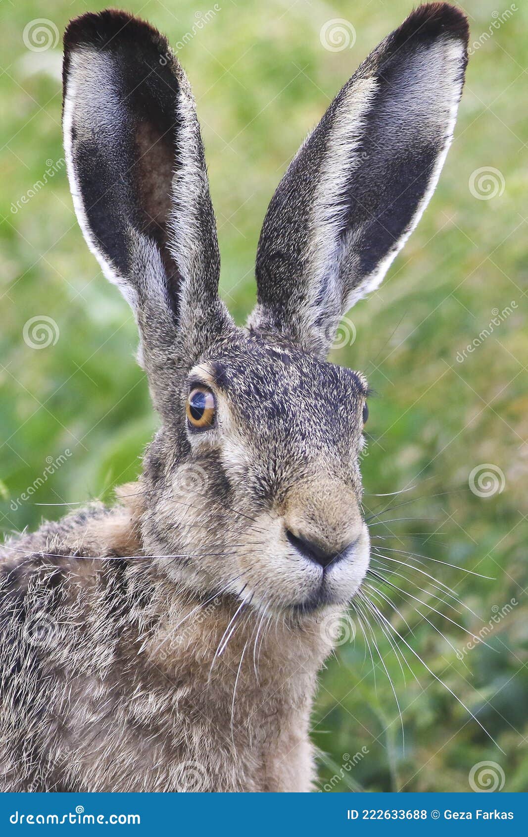Portrait of an Eared Rabbit, Lepus Europaeus Stock Photo - Image of ...