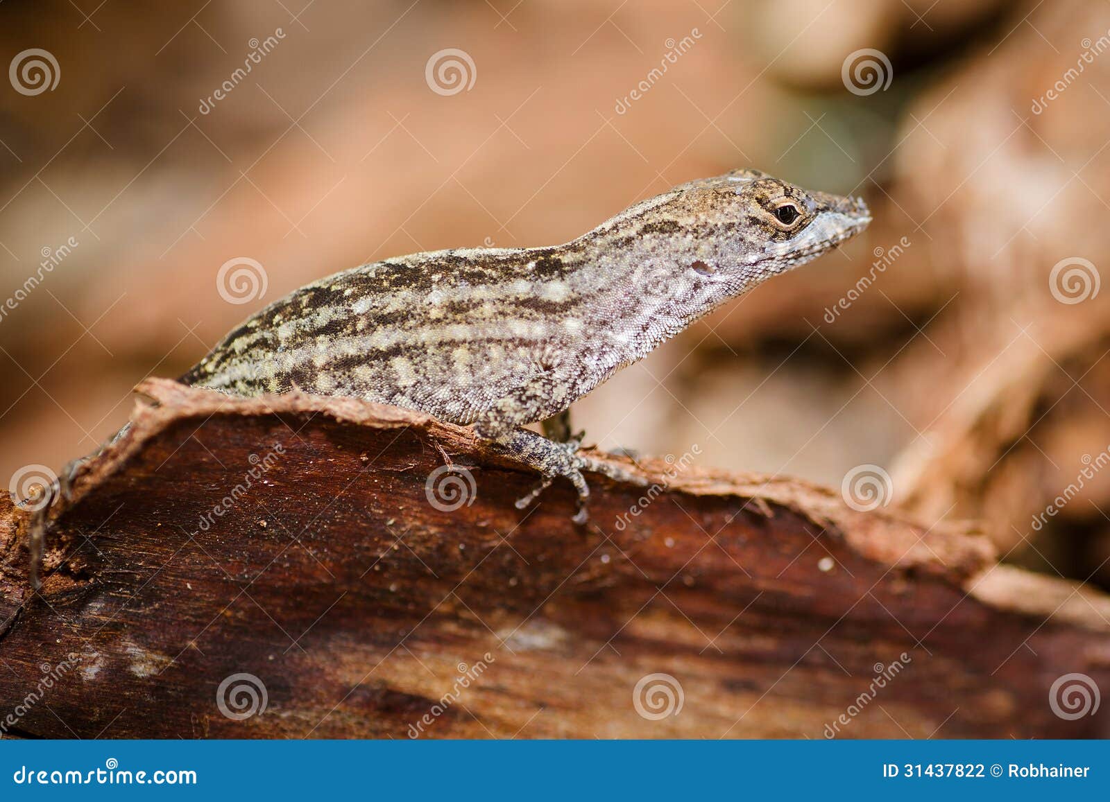 Eastern Fence Lizard In The Okefenokee Swamp Royalty-Free Stock ...