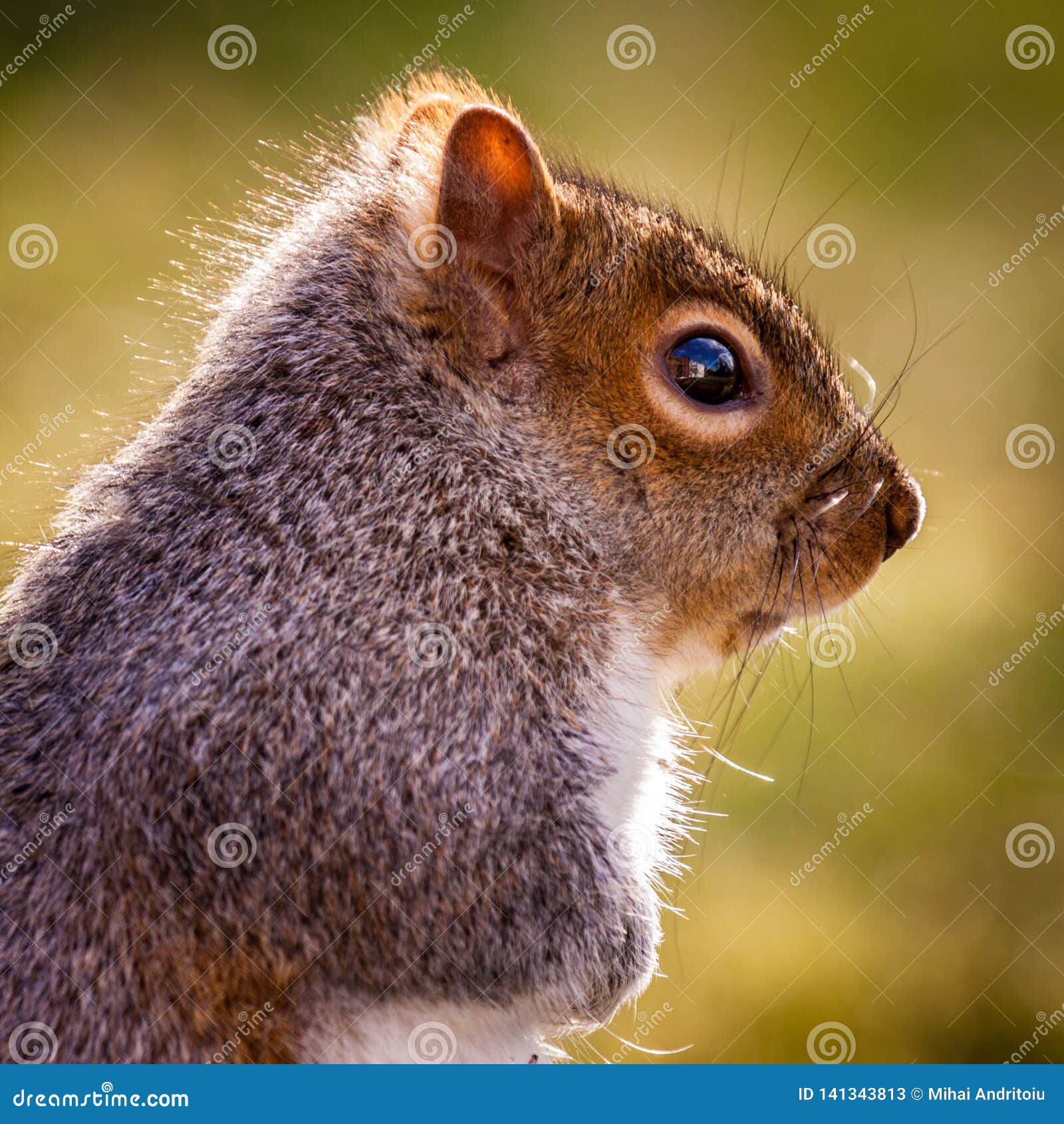 Portrait of an Eastern Gray Squirrel Stock Image - Image of standing ...