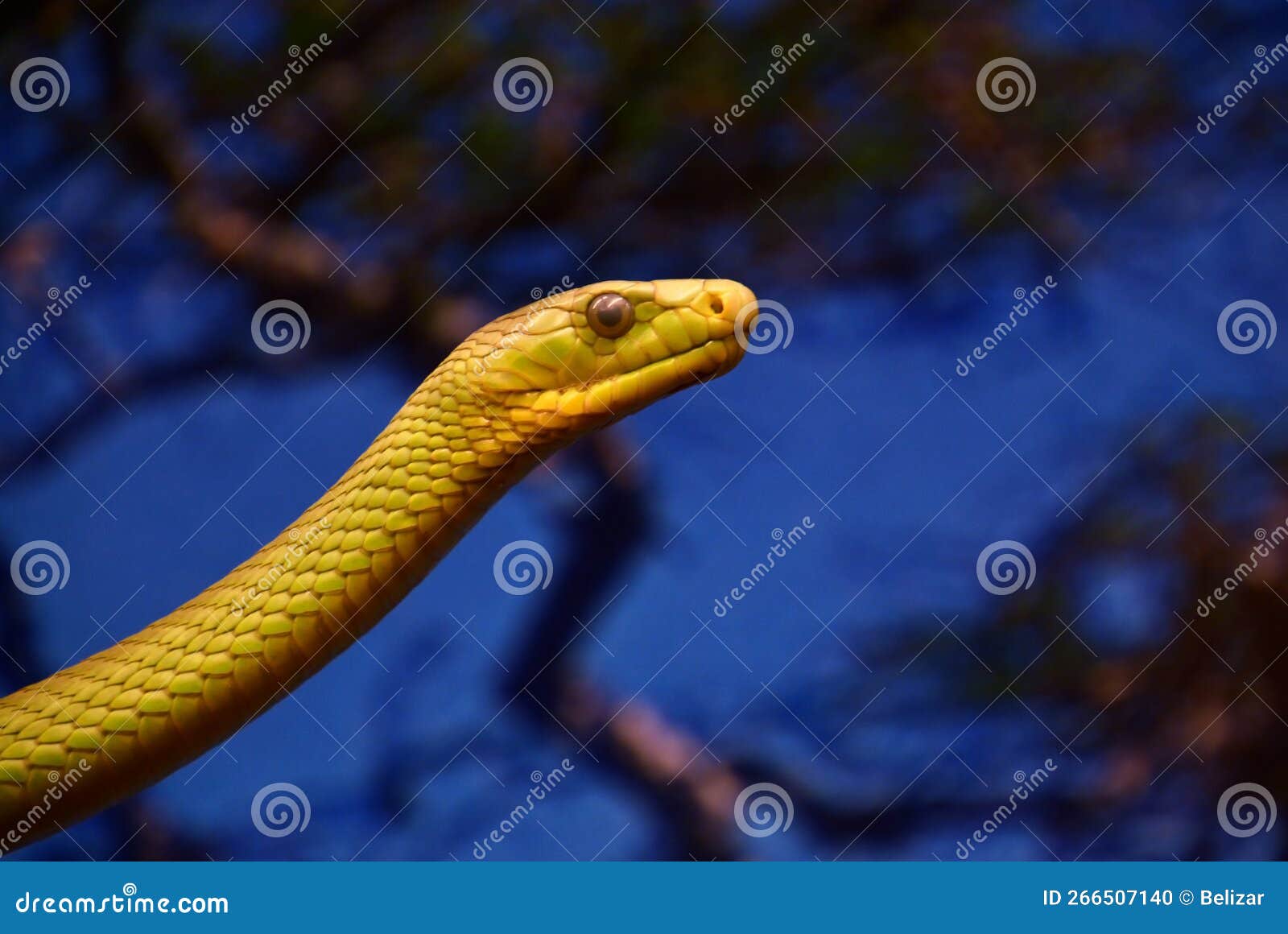 Portrait of an Eastern Green Mamba on a Tree Stock Photo - Image of ...