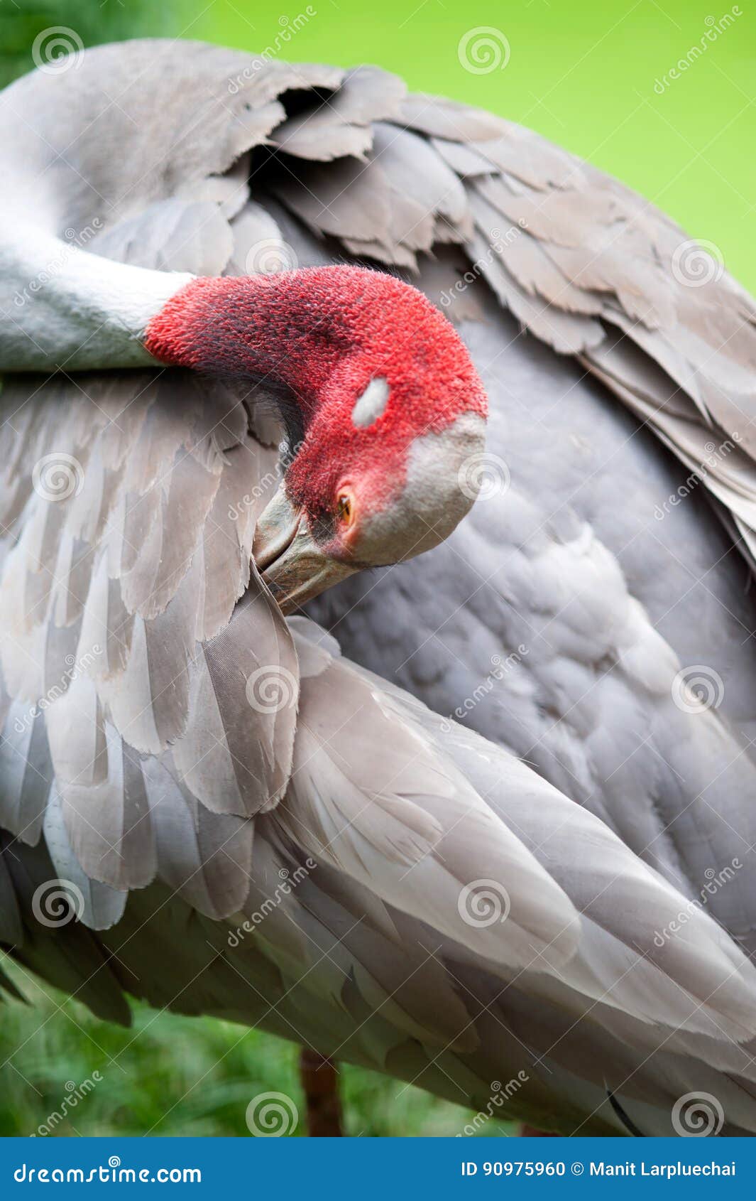 Portrait of Eastern Sarus Crane Grus Antigone Sharpii . Stock Photo ...